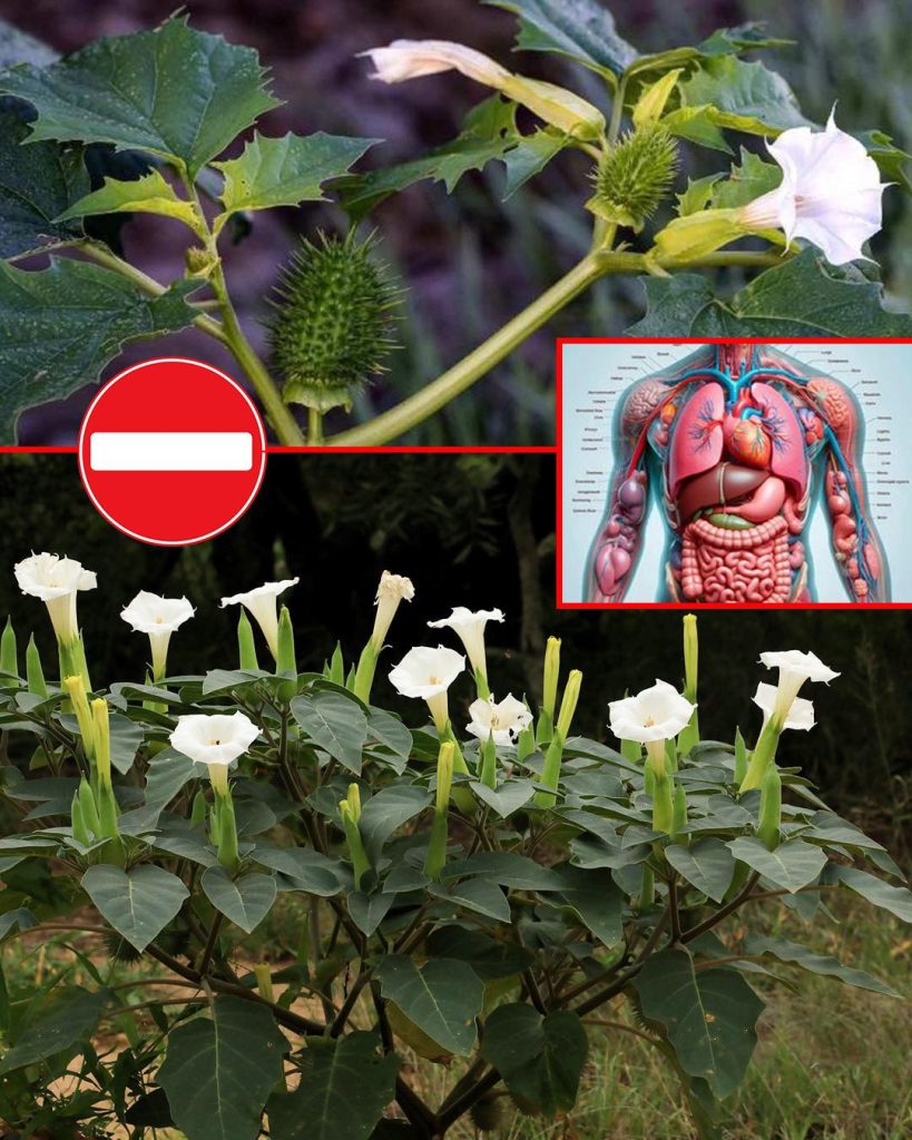The Datura Genus: Why You Should Keep Your Distance from These Toxic ...